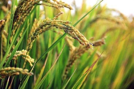 Kenya: la production de riz paddy a augmenté de 22 % à 234 000 tonnes ...